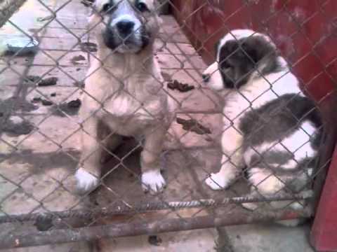alabay ft coban iti - YouTube