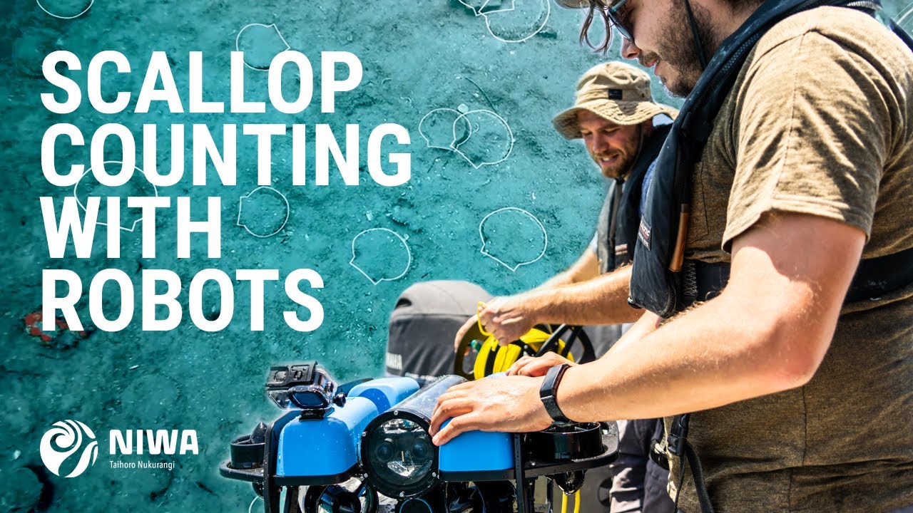 Can we use robots to find scallops? - YouTube
