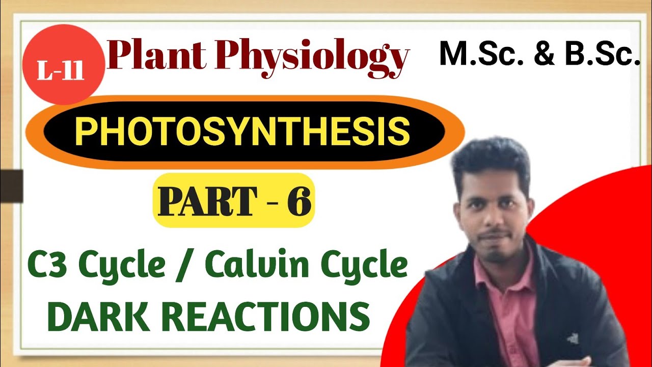 C3 Cycle,/ Calvin Cycle, Dark reaction of photosynthesis ...