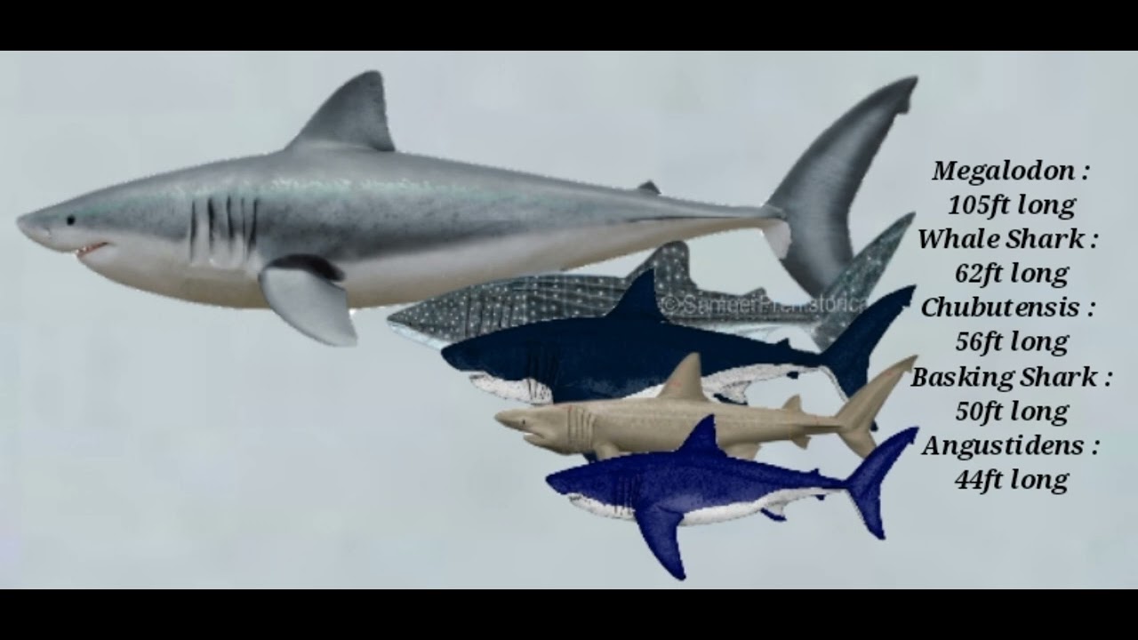 Megalodon, Whale Shark, Chubutensis, Basking Shark, and Angustidens ...