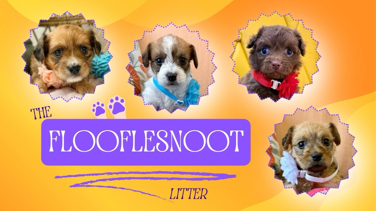 FLOOFLE your fancy? SNOOT no further - adopt a Flooflesnoot today ...