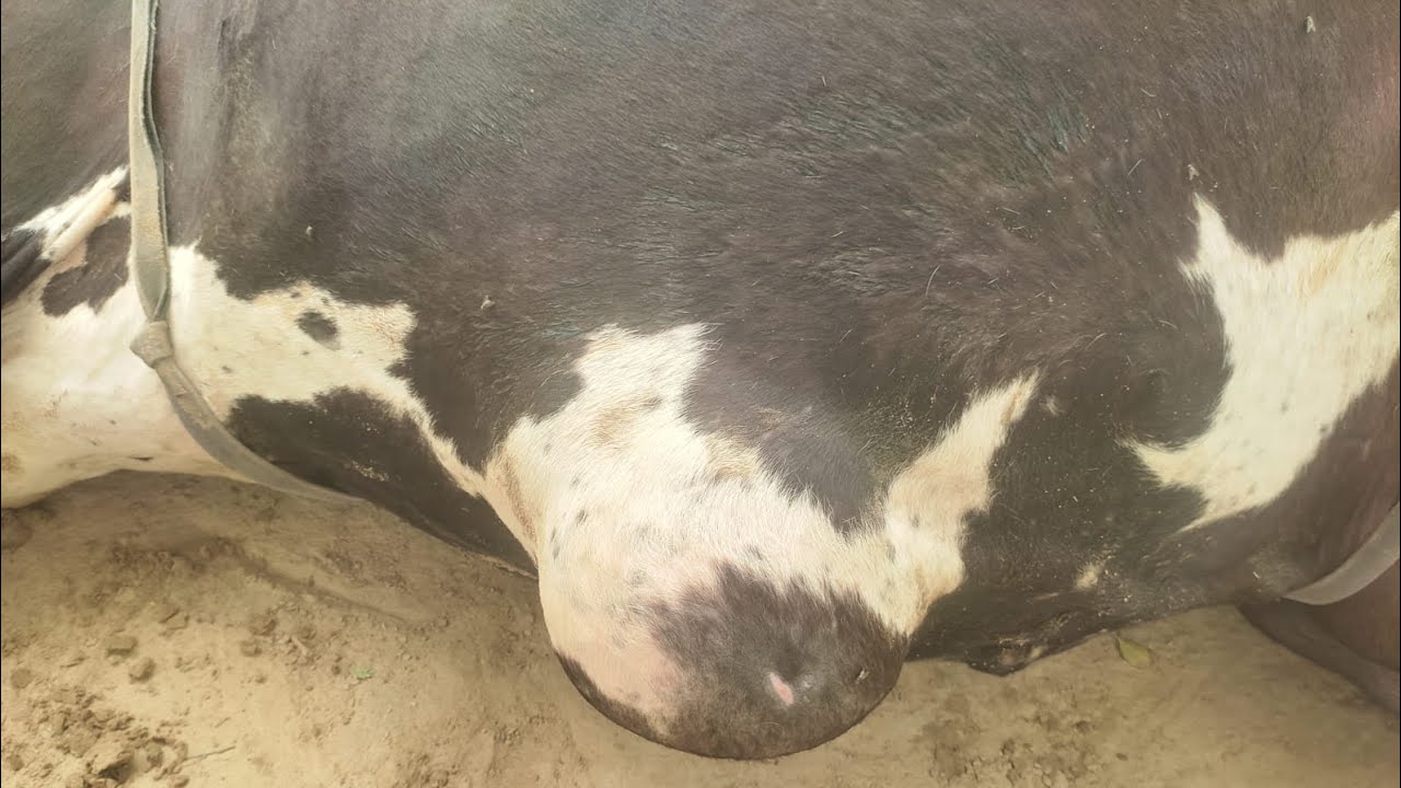 Ventral abdominal hernia # overlap suture # cow - YouTube