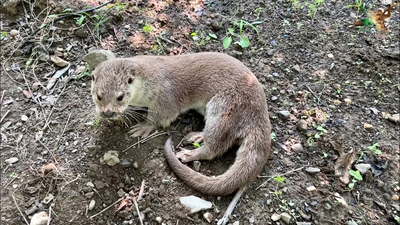 Su samuru 🦦 - YouTube