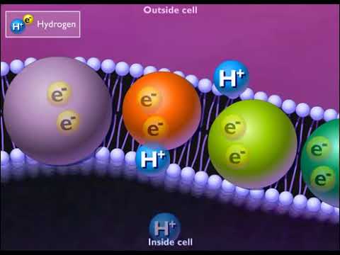 Electron Transport Chain HD Animation class 11 Biology lover - YouTube