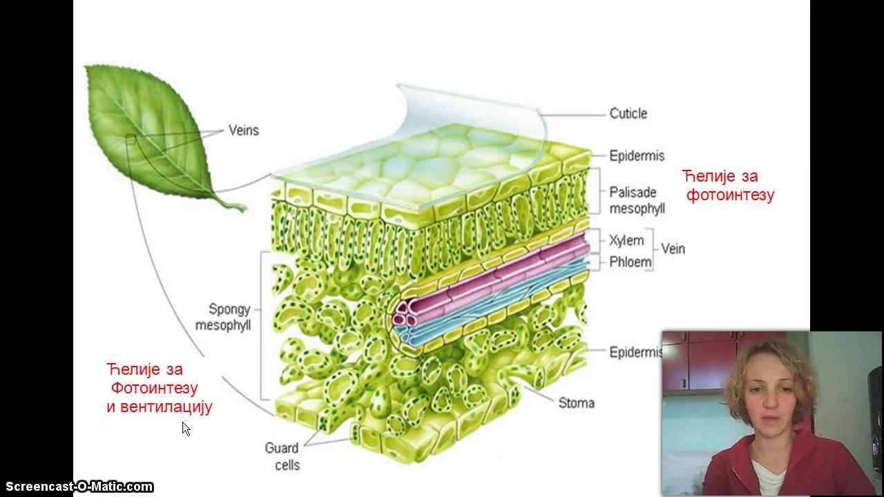 Izokrenuta učionica - List - YouTube