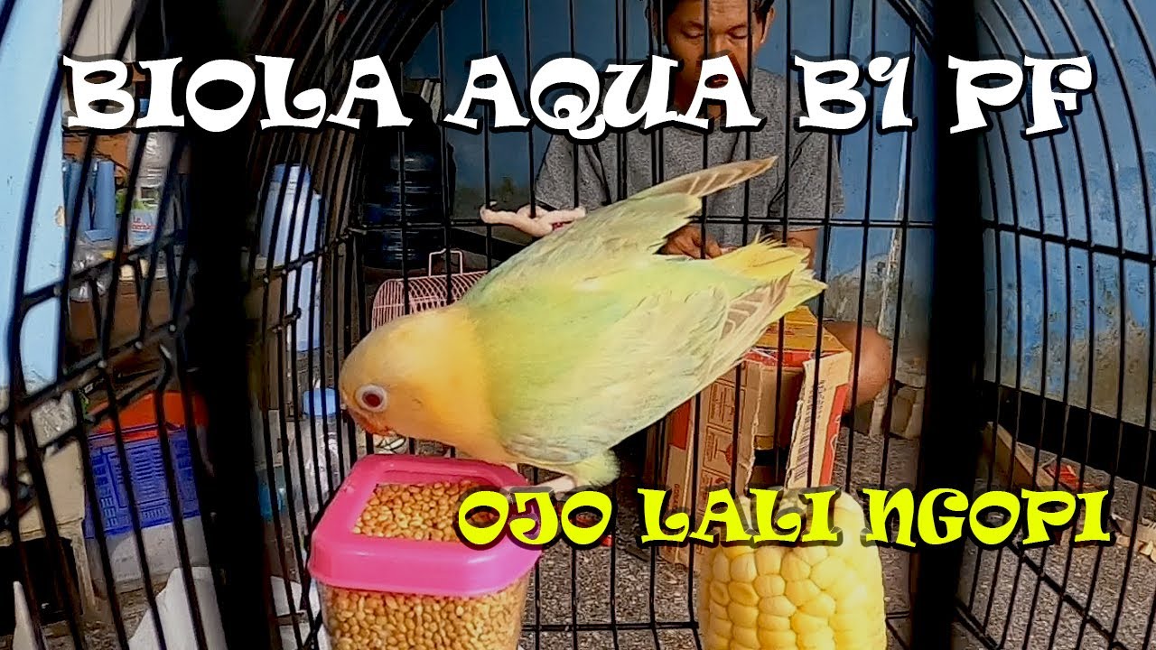 BIOLA AQUA B1 PF (SOLD OUT) - YouTube