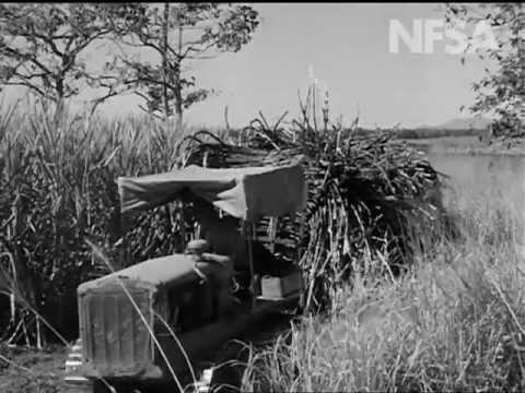 The Cane Cutters - YouTube