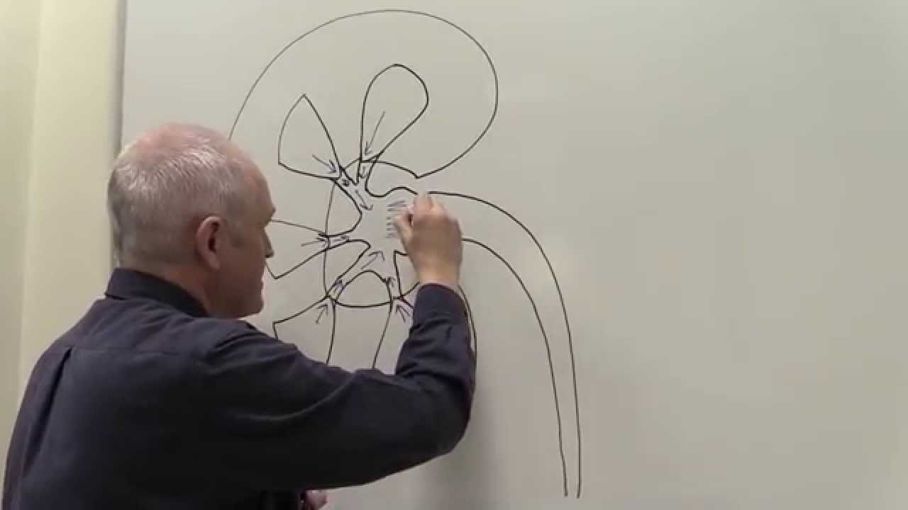 Renal System 4, Paranchyma, calyces and pelvis. - YouTube