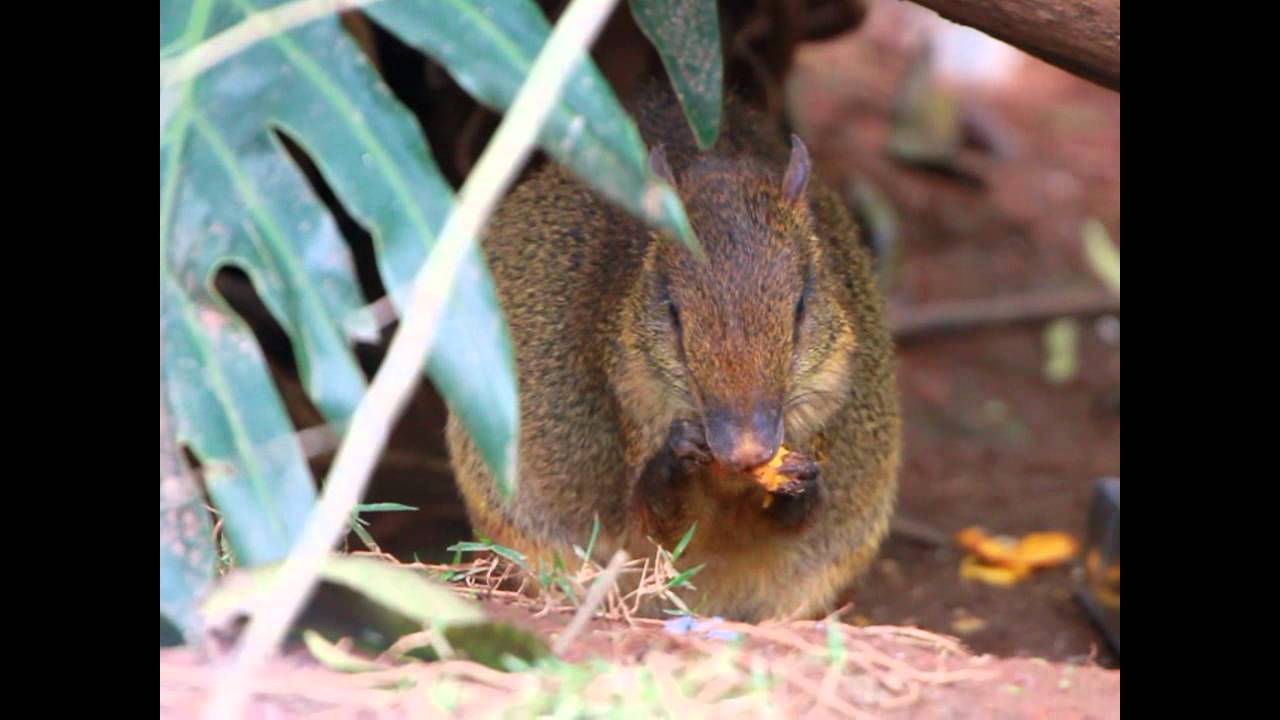 Cotia animal selvagem - YouTube