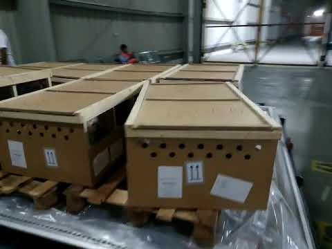 Second Shipment Loading video By Capital Shamo 2022 || Top Quality Big German and Japanese Shamoo