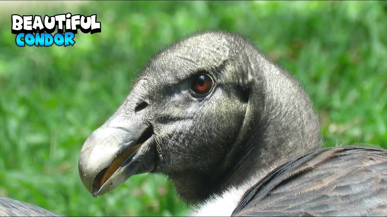 Close Look Up To Beautiful Condor - YouTube