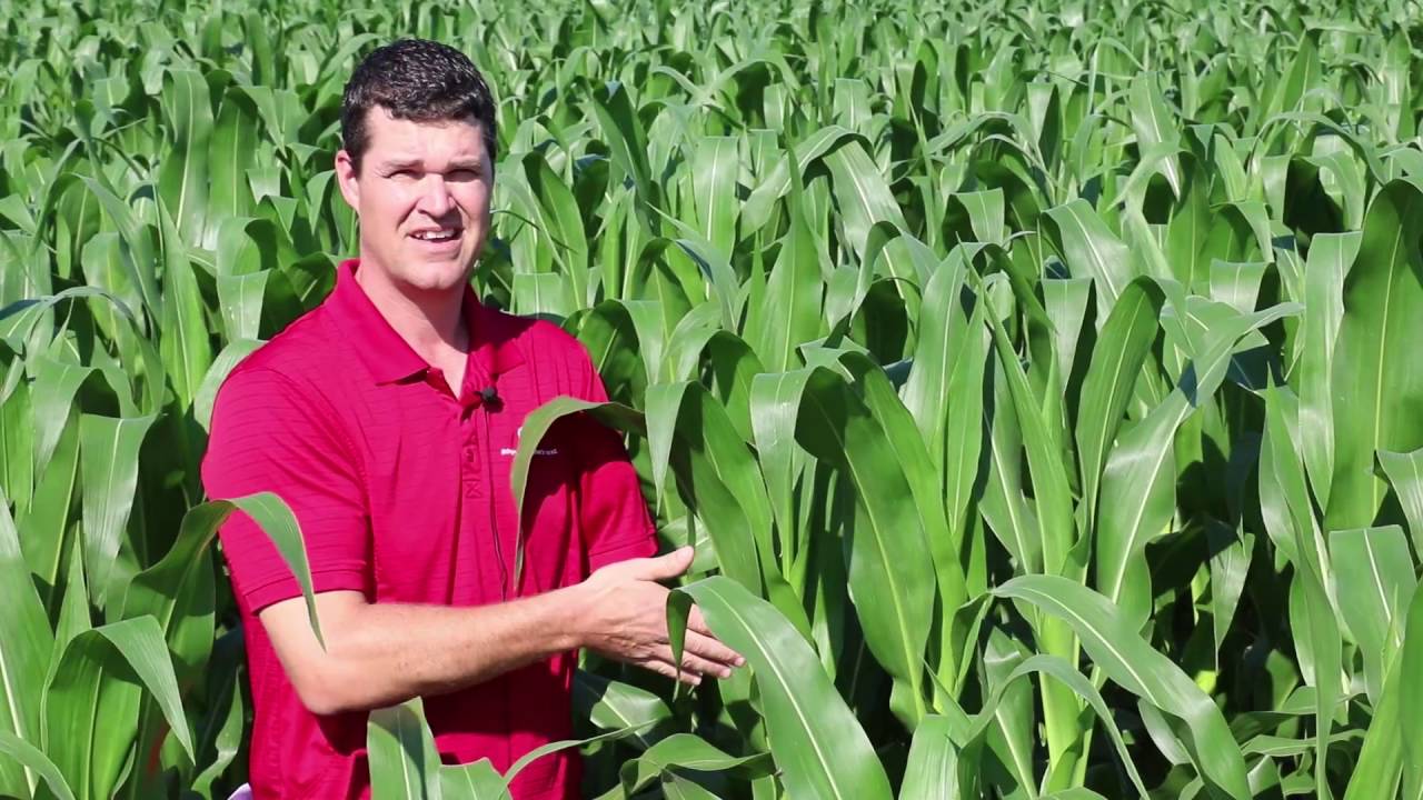 Y Drop Application - YouTube