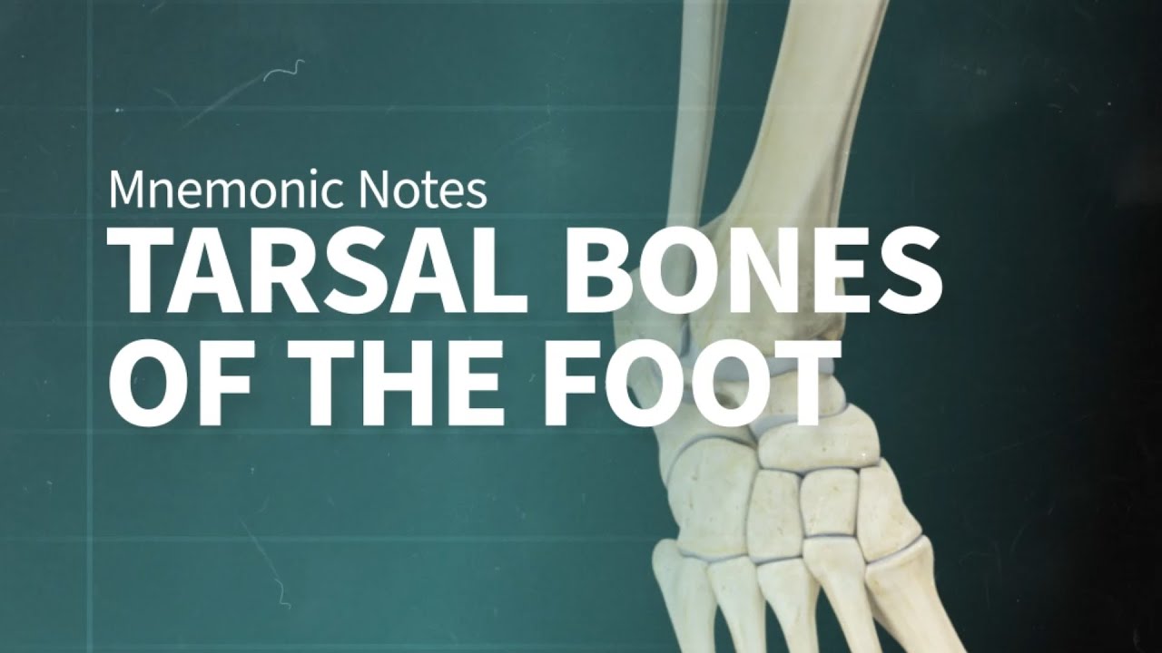 Mnemonic Notes: Tarsal Bones of the Foot - YouTube