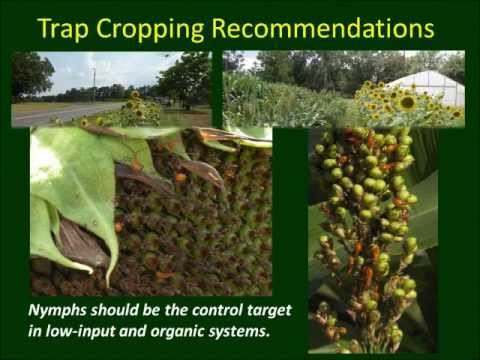 Trap Crops - Advanced Systems - YouTube