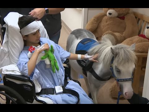 Therapy Horse