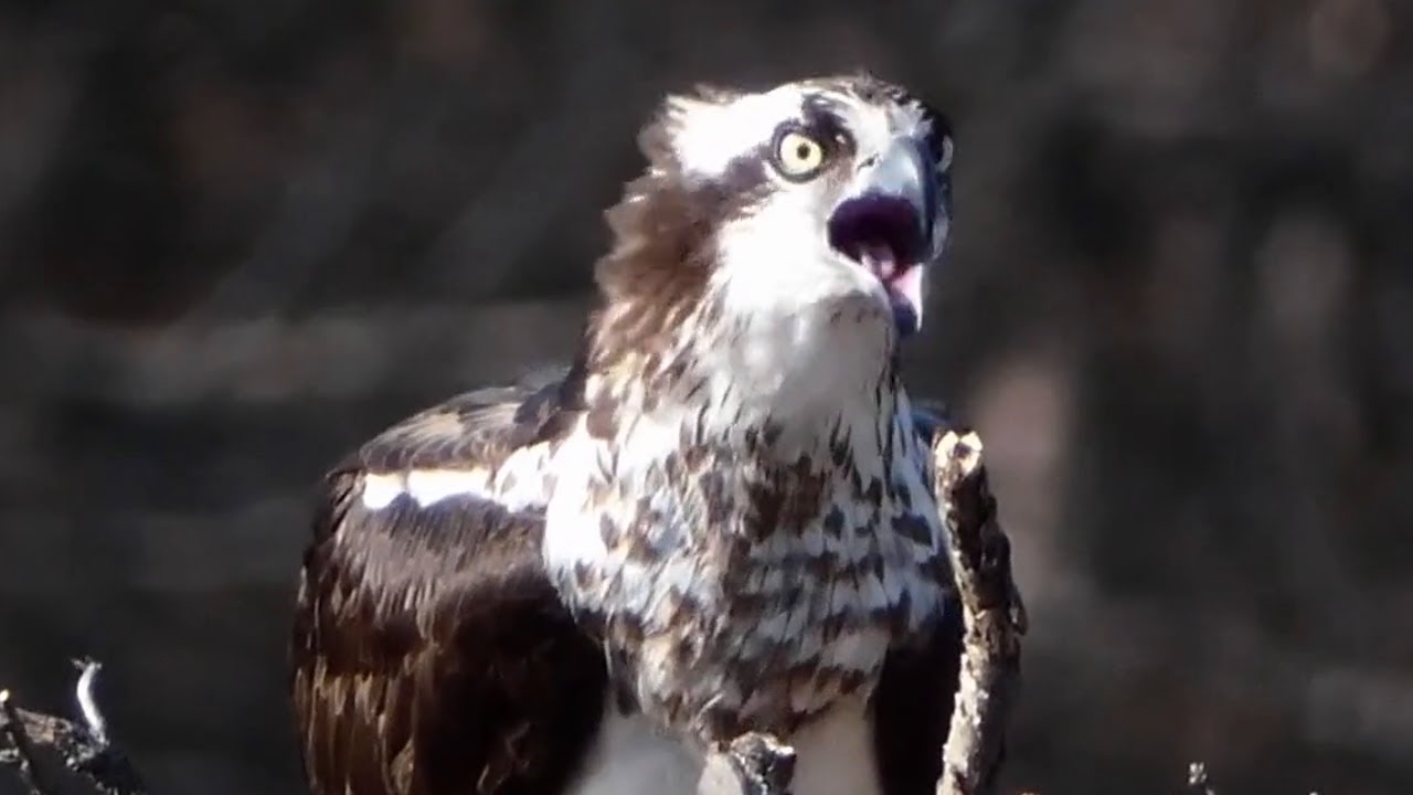 Osprey call sound & flying | Bird - YouTube