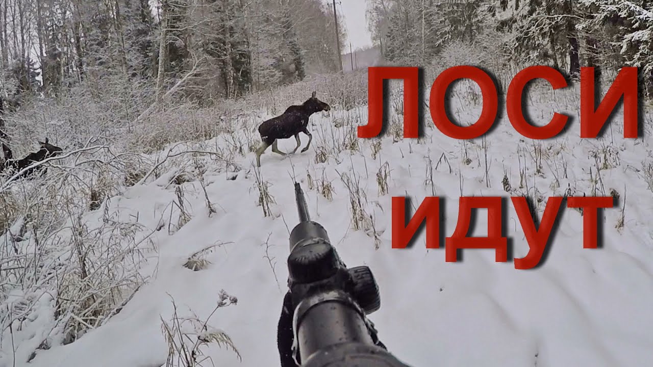 Охота на лося. Лоси вышли на охотников, под выстрелы... - YouTube