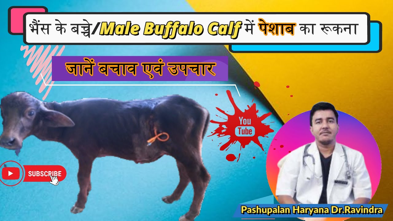 Bhains Ke Bacche Ka Peshab Ruk Jaye To Kya Karen | Urine Retention In ...