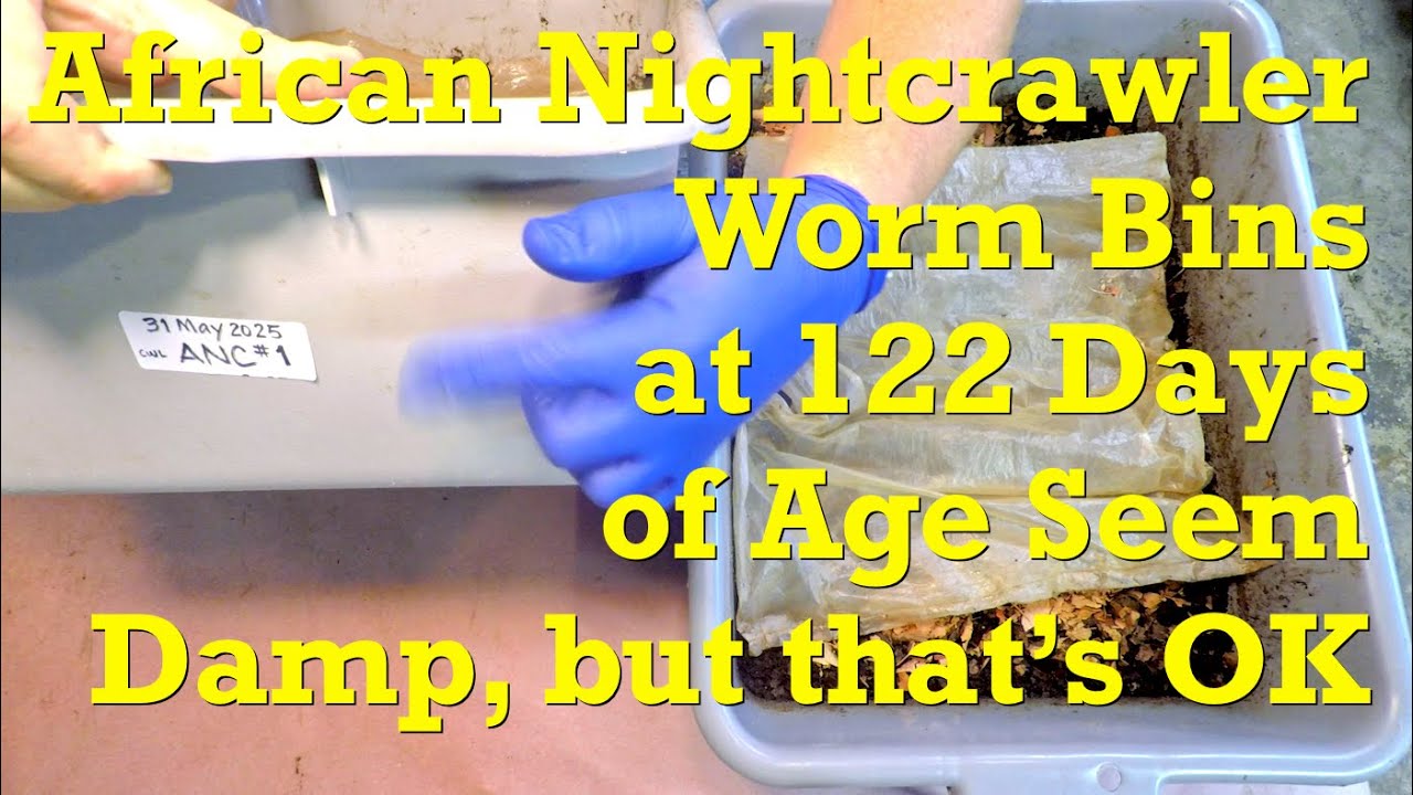 African nightcrawler worms in 122-day systems get 12th feeding ...