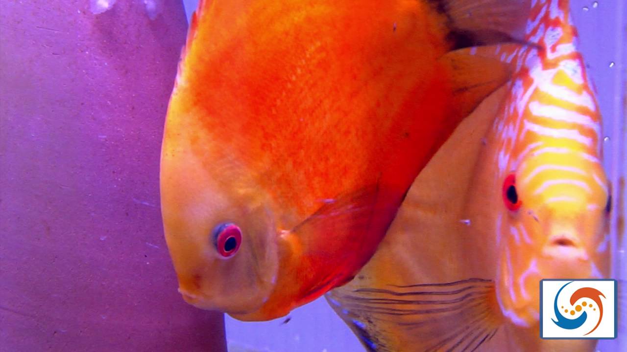 Discus Fry Finding Their Parents. - YouTube