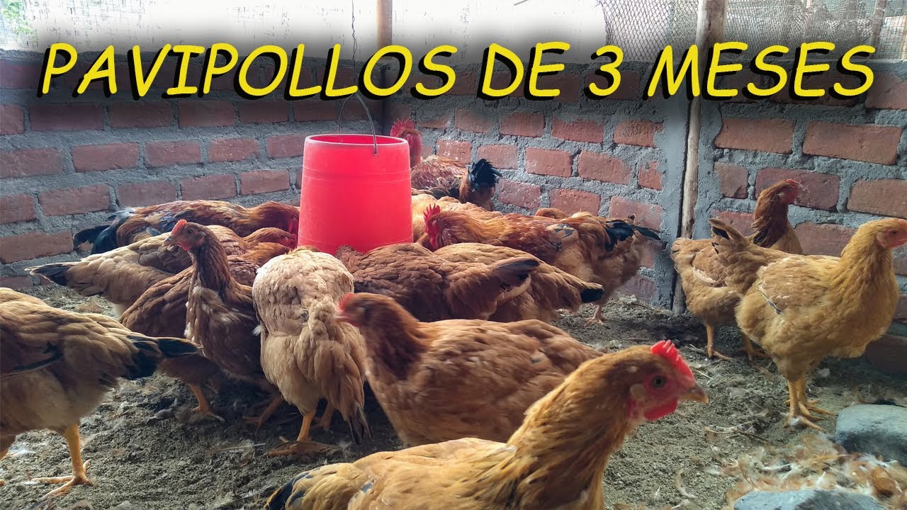 PAVIPOLLOS DE 3 MESES pollos criollos mejorados AVES DE CORRAL - YouTube