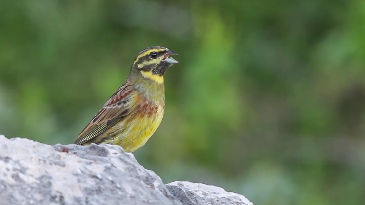 Zigolo nero "Canto" (Emberiza cirlus) - YouTube