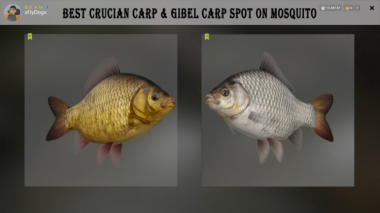 Best Spot for Beginners: Float Fishing for Crucian & Gibel Carp ...