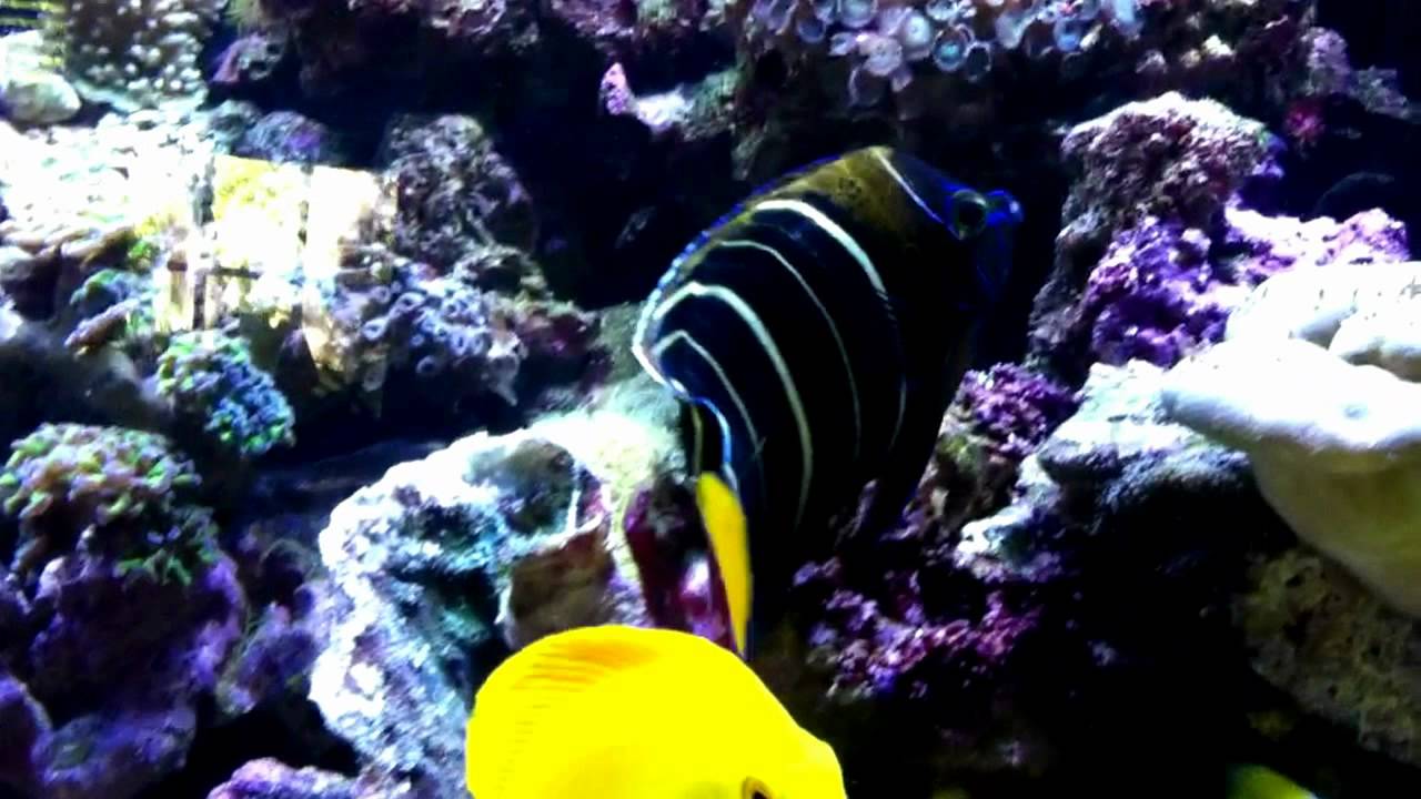 200 Gallon Saltwater Reef tank - YouTube