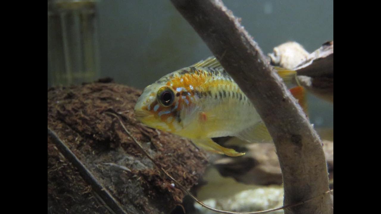 Mini guide to Apistogramma - YouTube