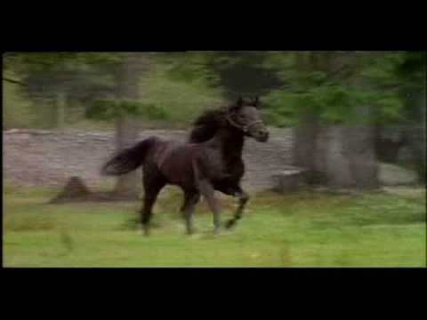 Adventures of the Black Stallion End Credits