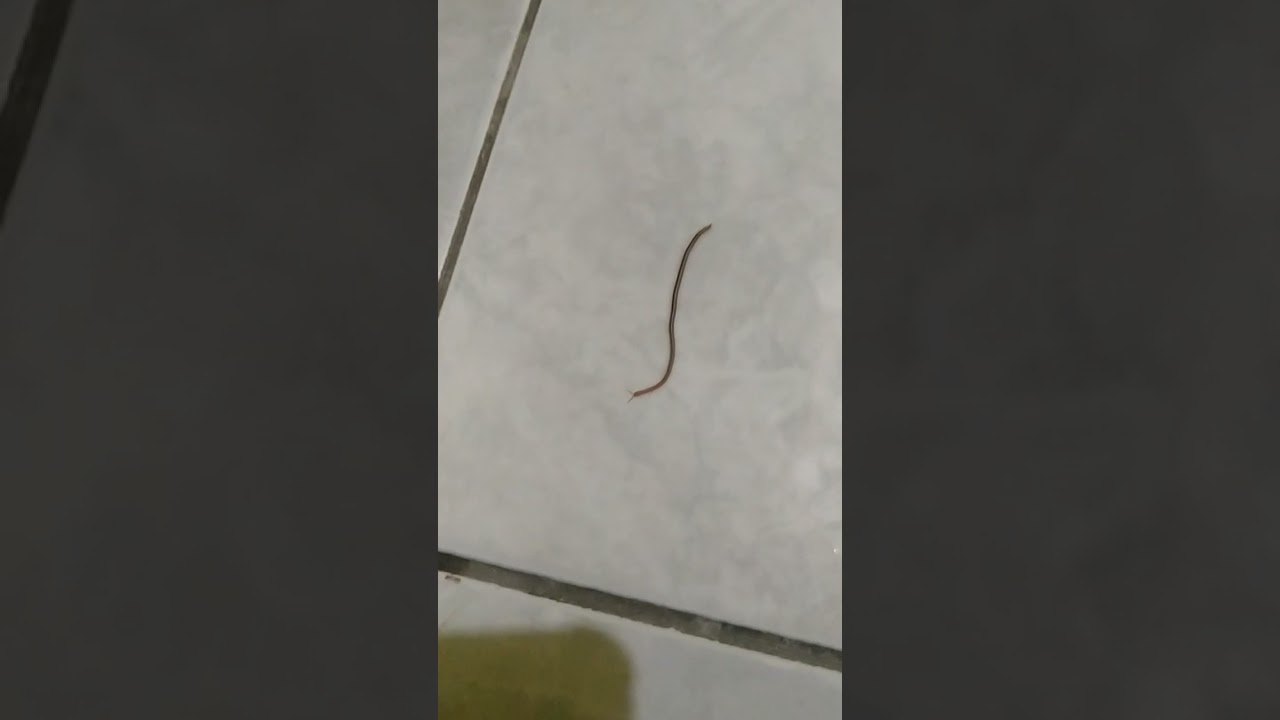 Hewan Rena/Reno/Lena/Lenyai/Leunyai - YouTube