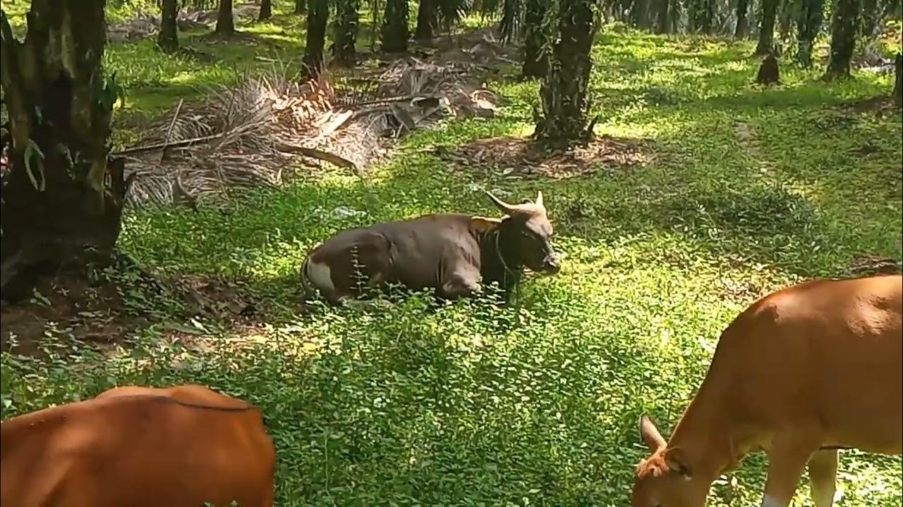 indukan sapi Bali super, super gemuk - YouTube