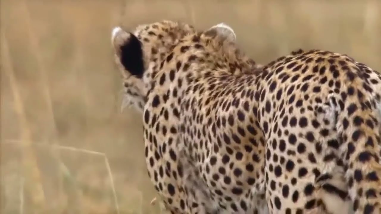 Tiger hunting deer l wildlife animals l tiger Vs deer l WWA l #wildlife ...