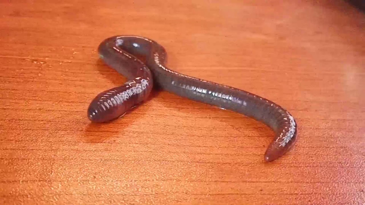 Amazing worm - YouTube