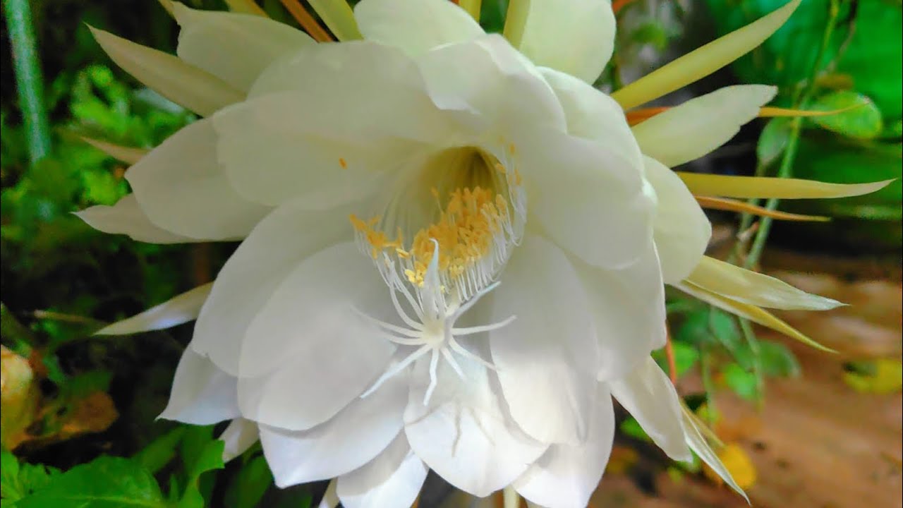 Brahma Kamalam beautiful flowers blooms in Malkajgiri - YouTube