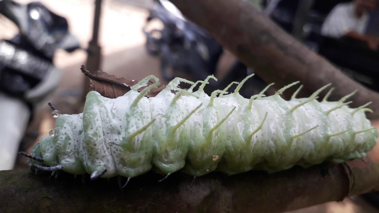 Ulat bulu yg paling besar pernah saya lihat. - YouTube