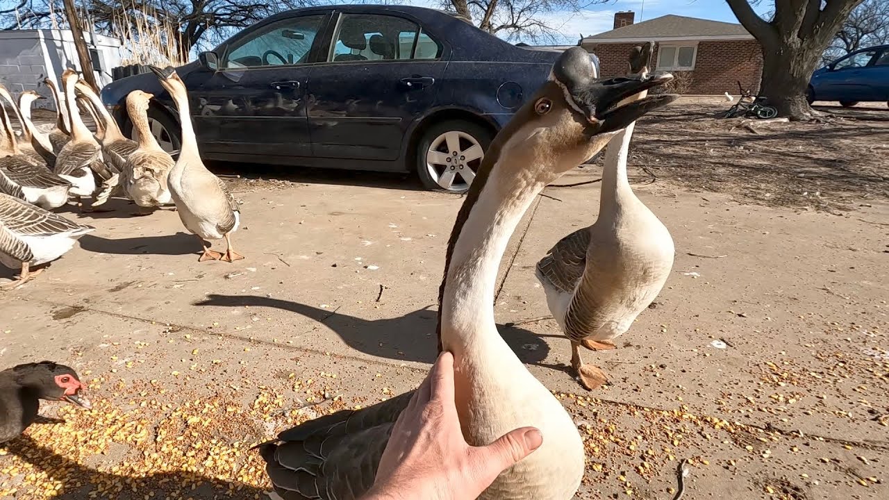 I Bought Chinese Geese at the Amish Animal Auction!!! - YouTube