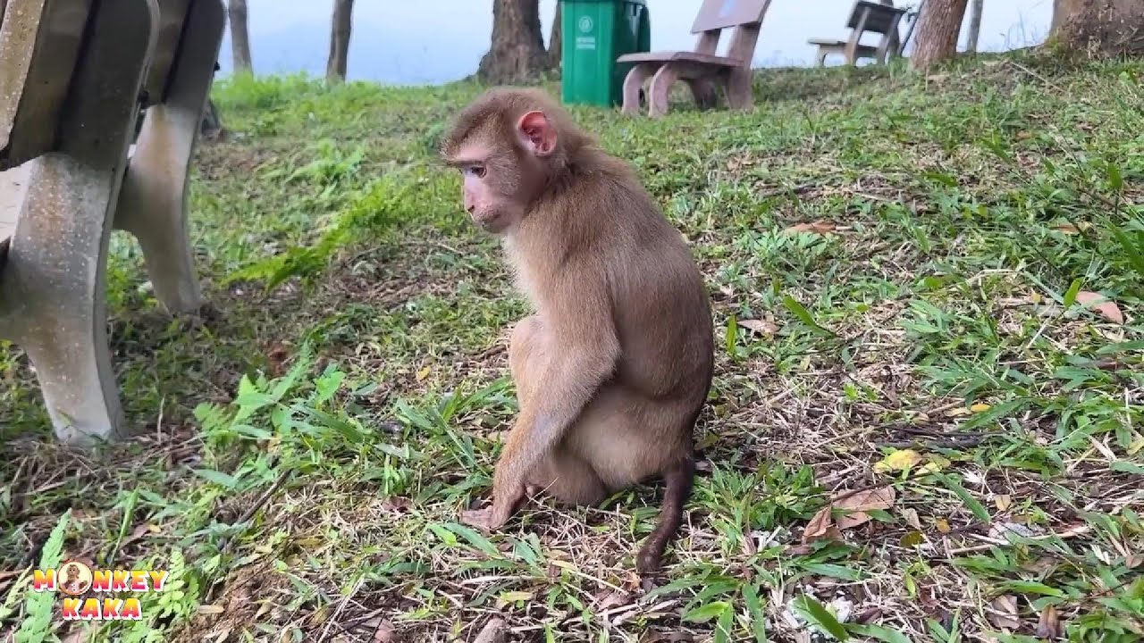 Monkey Kaka is alone on this island, lonely and alone, so pitiful ...