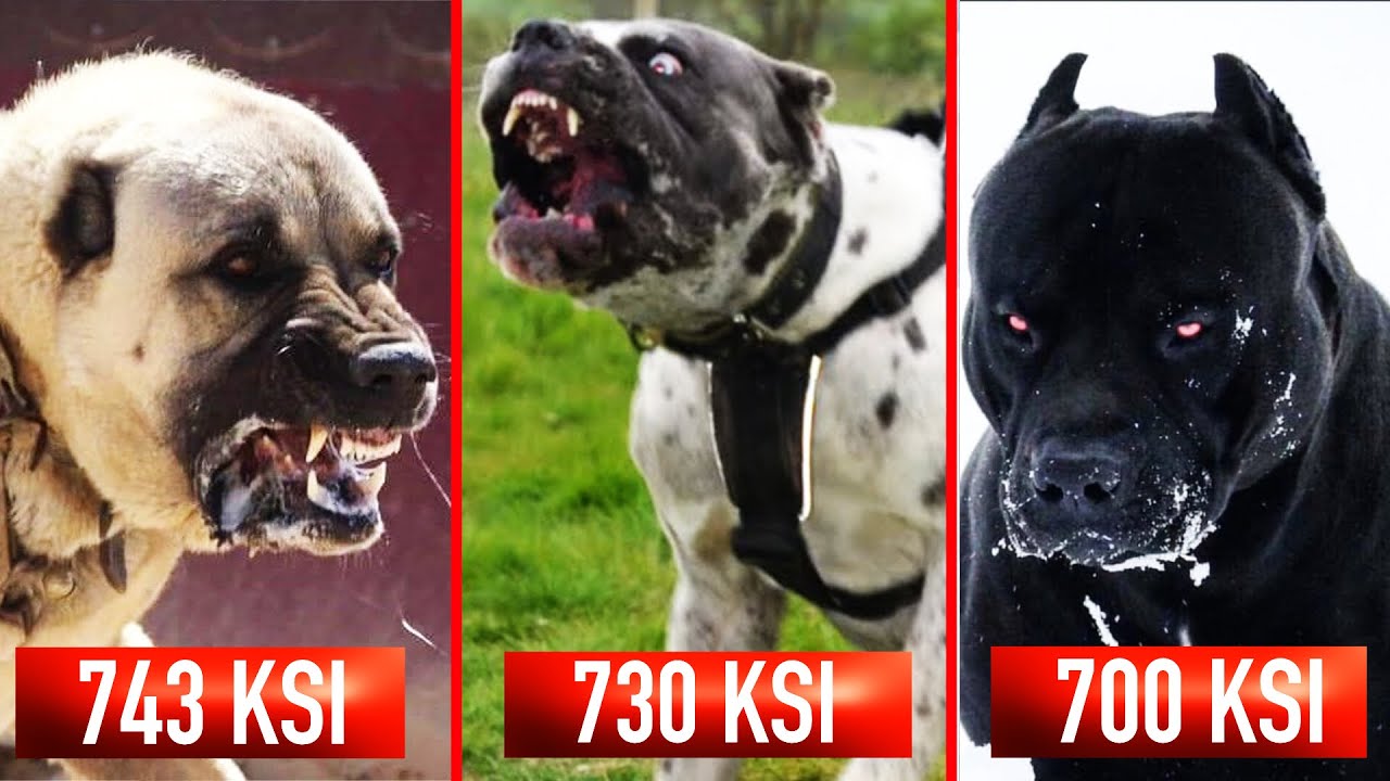 10 Dog Breeds With the Strongest Bite Force - YouTube