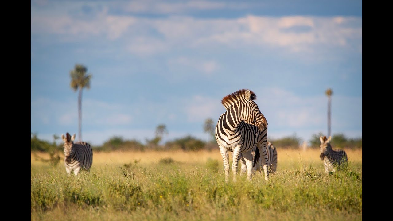 Zebra Rap Video 🦓 - YouTube