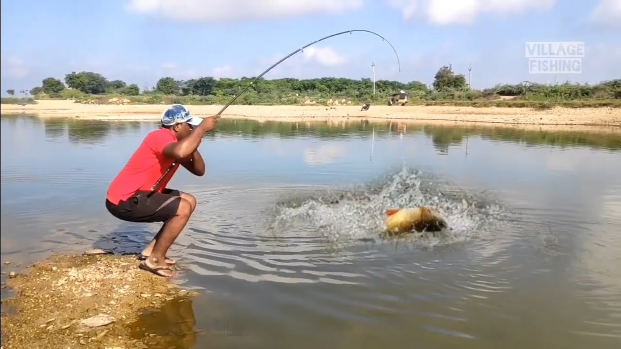 Fishing 🎣 || Grass carp fish hunting || Gold carp || Great strikes ...
