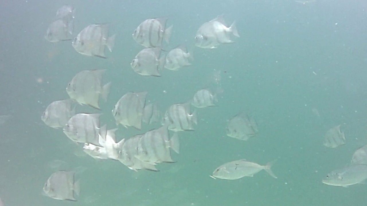 Navarre Reef 06 10 2017 - YouTube