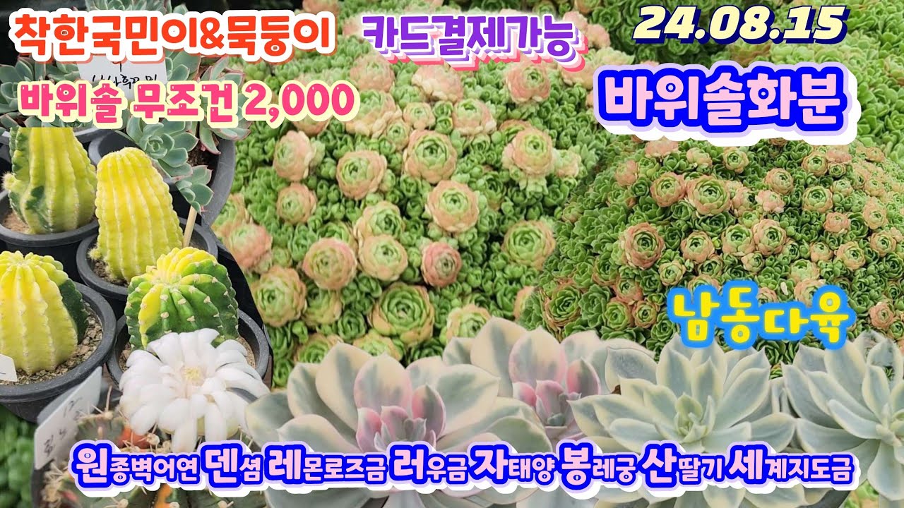남동다육3묵둥이 바위솔 선인장 바위솔화분까지바위솔2천원 원종벽어연 덴셤 레몬로즈금 러우금 자태양 봉레궁 용신목철화 소인제