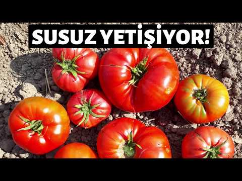 SUSUZ YETİŞEN SEBZELERİN SIRRINI ANLATTIK
