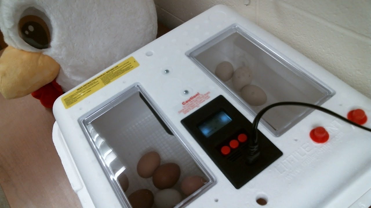 Chicken Cam - YouTube