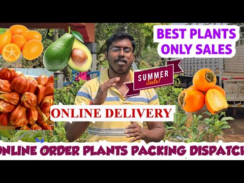 ONLINE ORDER PLANTS PACKING | BEST PLANTS ONLY SALES | WHOLESALE PRICE ...