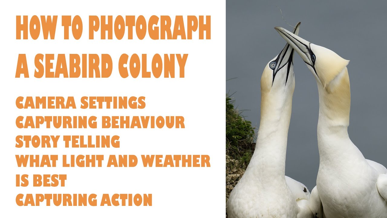 HOW TO PHOTOGRAPH A SEABIRD COLONY- BIRD PHOTOGRAPHY TIPS - YouTube