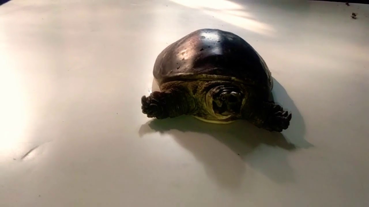 Indian flapshell turtle - YouTube
