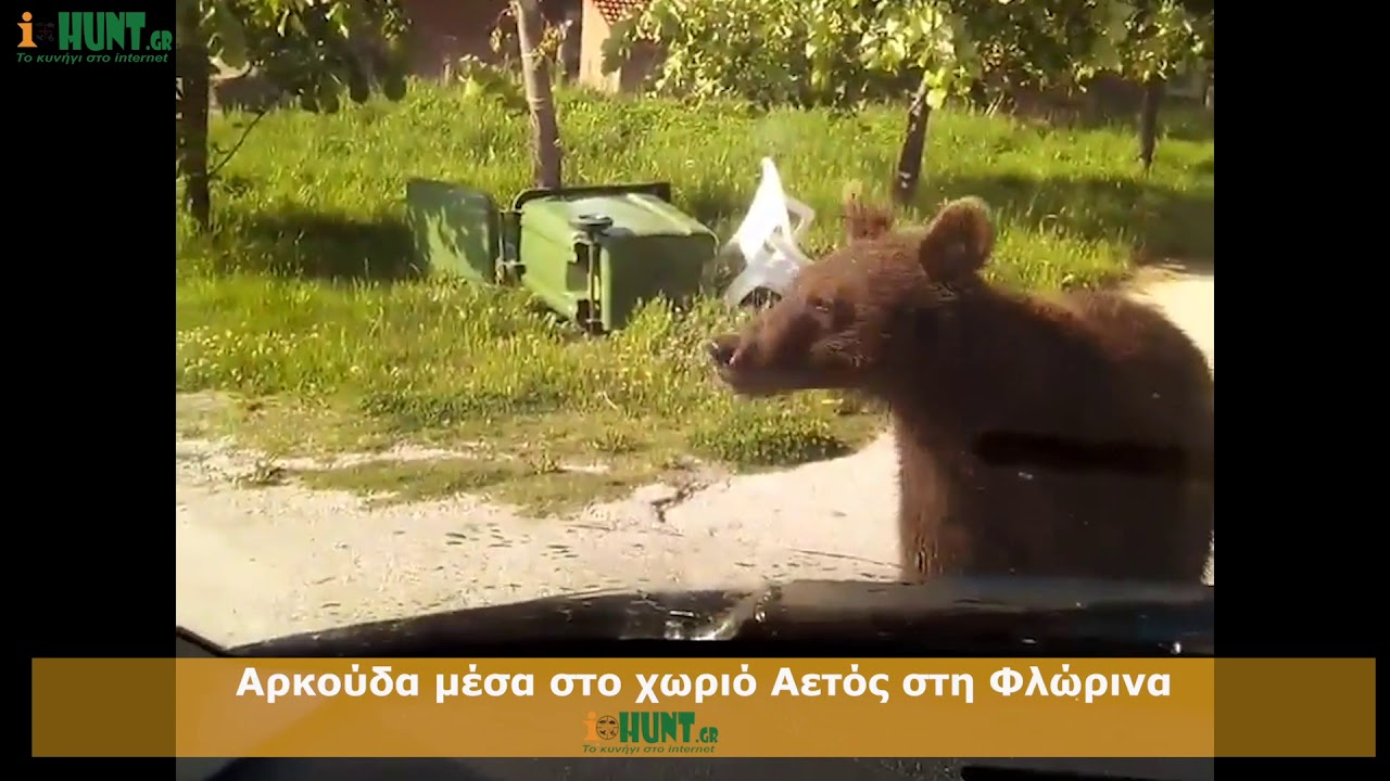 ΑΡΚΟΥΔΑ ΚΛΕΙΝΕΙ ΤΟ ΔΡΟΜΟ ΣΕ ΟΔΗΓΟ ΜΕΣΑ ΣΤΟ ΧΩΡΙΟ ΑΕΤΟΣ ΣΤΗ ΦΛΩΡΙΝΑ ...