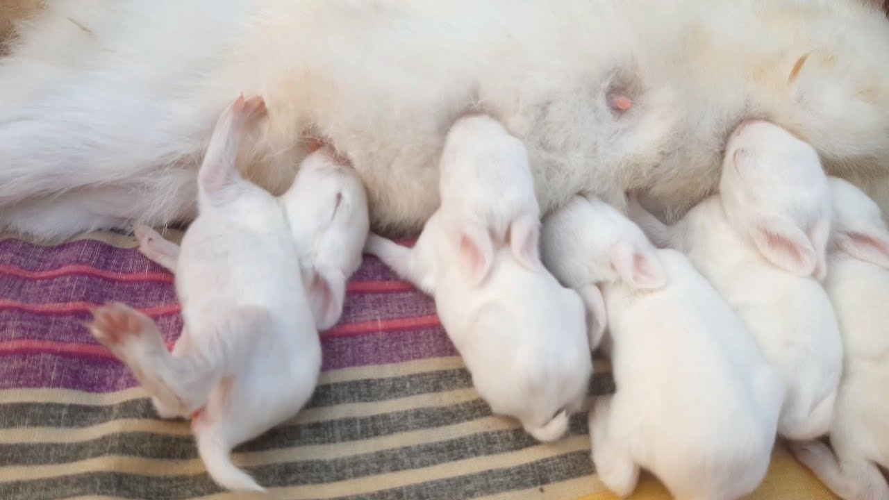 Watch how the baby rabbit is milked - YouTube